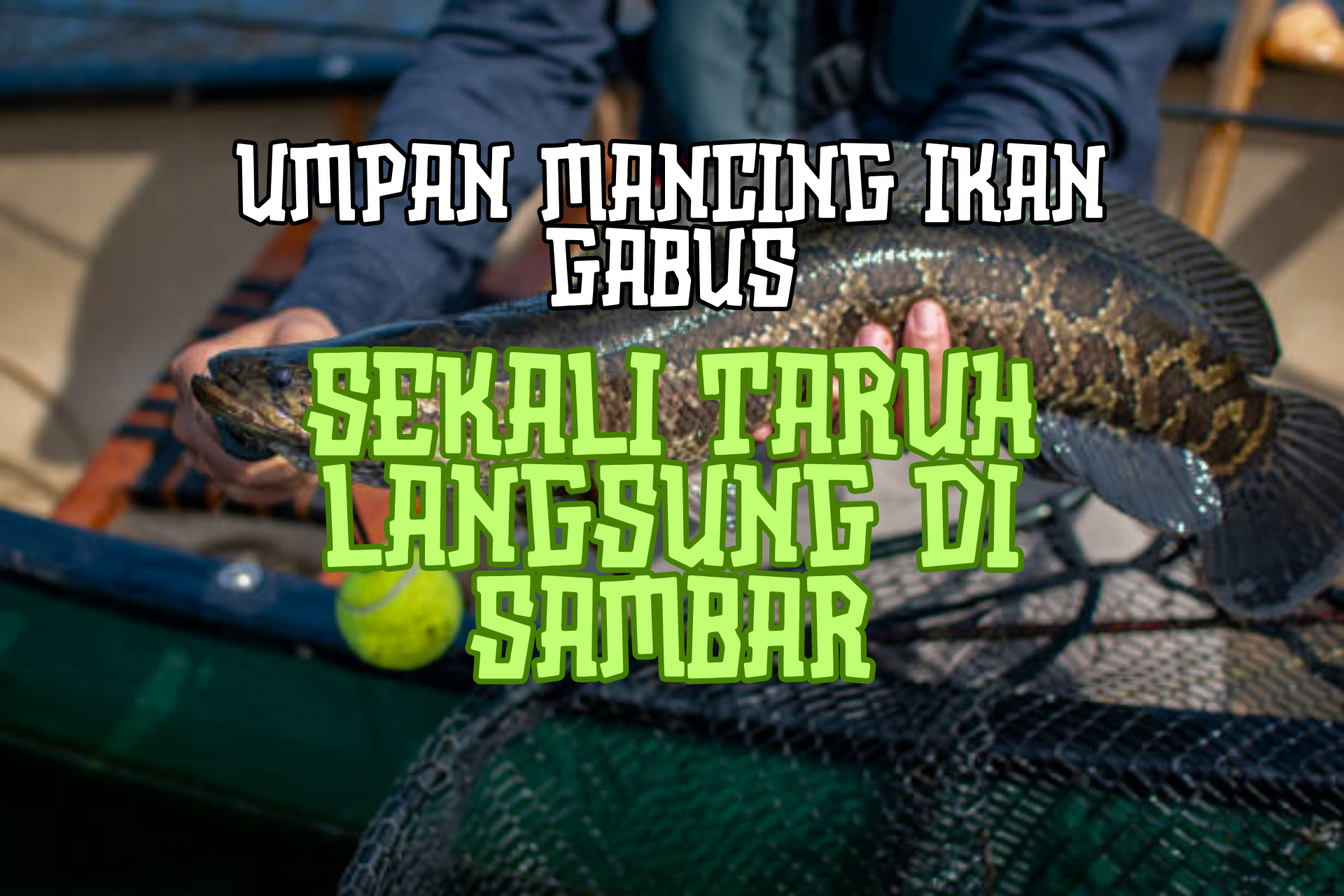 Umpan Mancing Ikan Gabus: Pilihan Terbaik agar Cepat Disambar